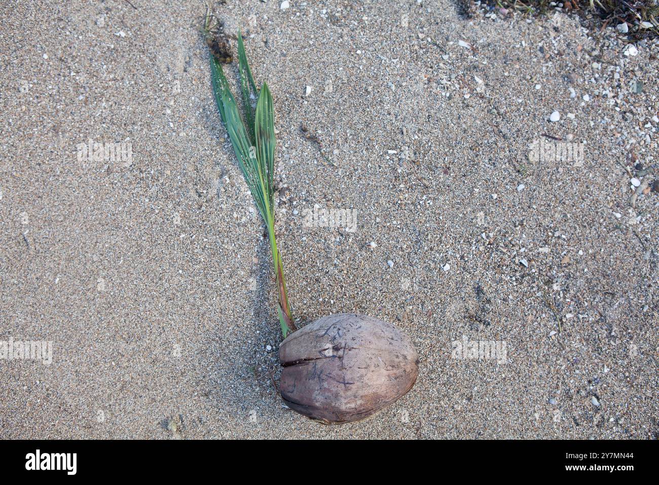 Coconut sprouting on the beach, Fiji Stock Photo - Alamy