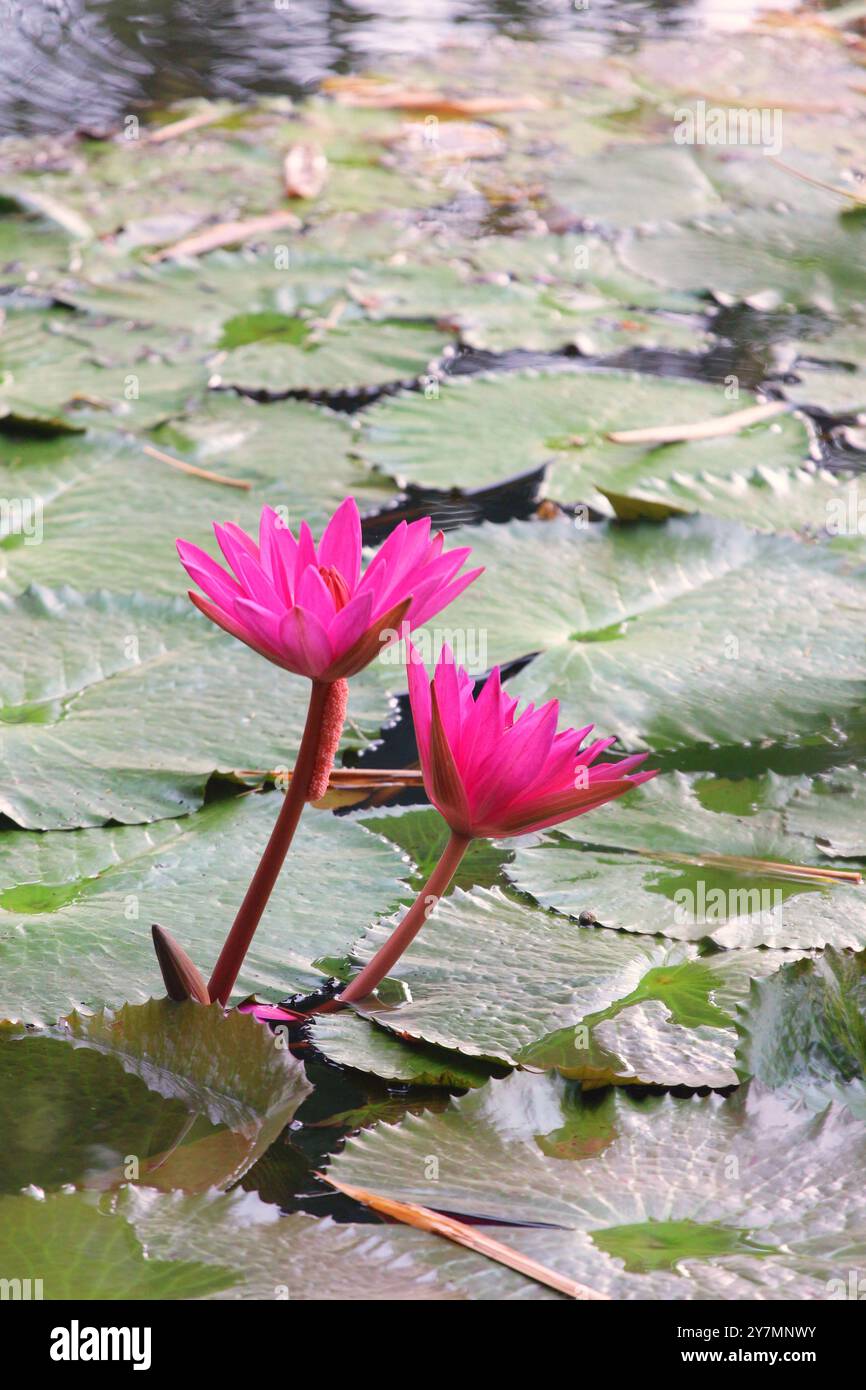 Pink lotus flowers are blooming in the pond, Native pink lotus in ...