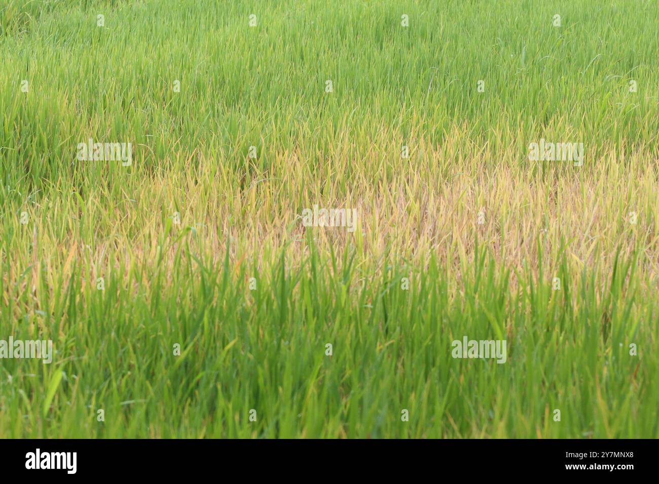 Rice plants about four months old that are infested with pests, Brown ...