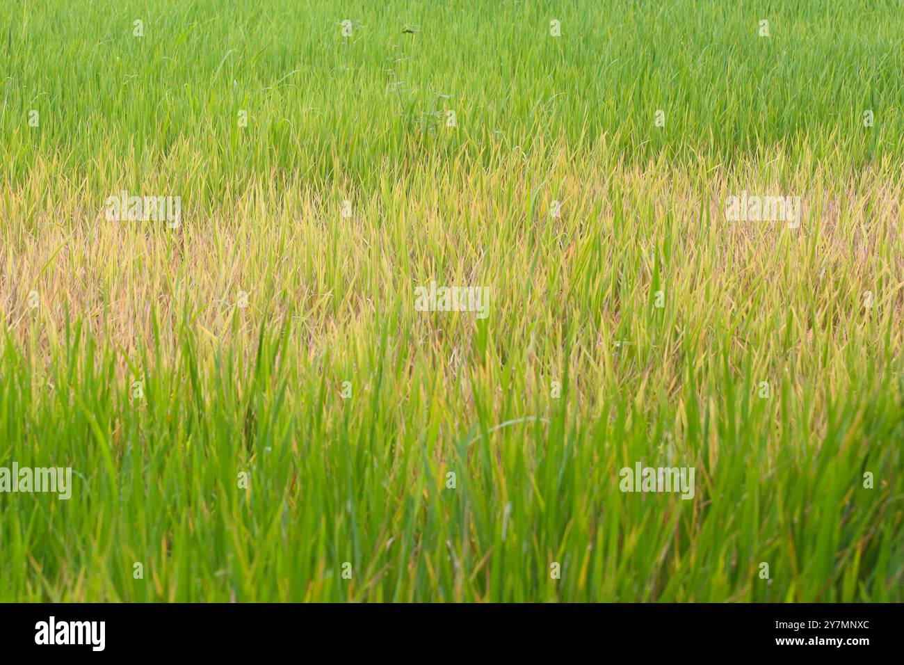 Harmful to rice plants hi-res stock photography and images - Alamy