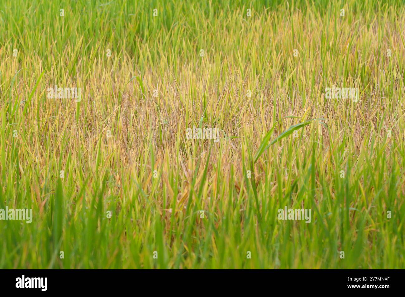 Rice plants about four months old that are infested with pests, Brown ...