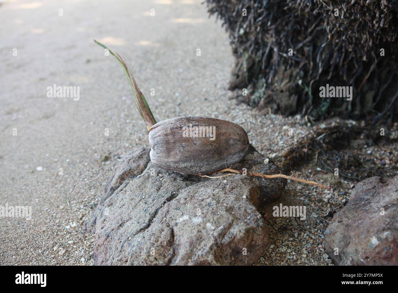 Coconut sprouting on the beach, Fiji Stock Photo - Alamy