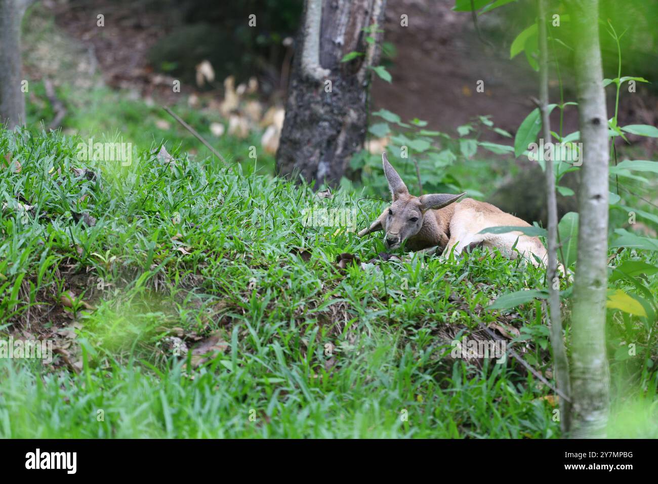 Kangaroo is lounging and curious in a temperate forest, The kangaroo is ...