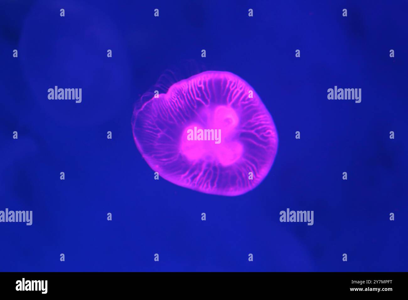 Small jellyfish or medusa of bright purple color from the lights of ...