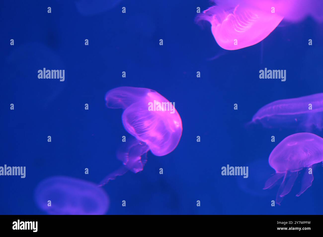 Small jellyfish or medusa of bright purple color from the lights of ...