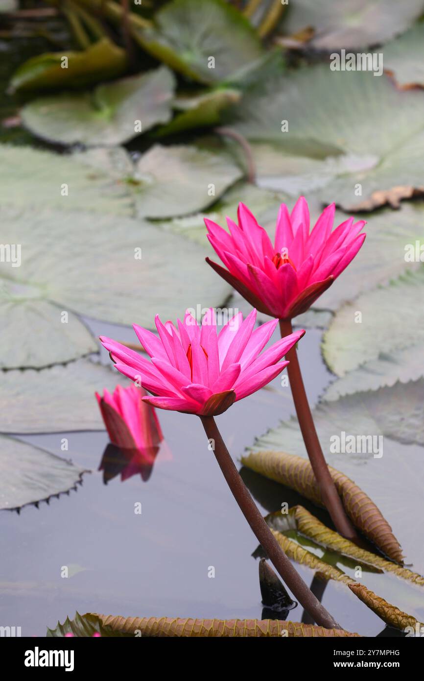 Red indian water lily are blooming in the pond for natural landscape design Stock Photo - Alamy