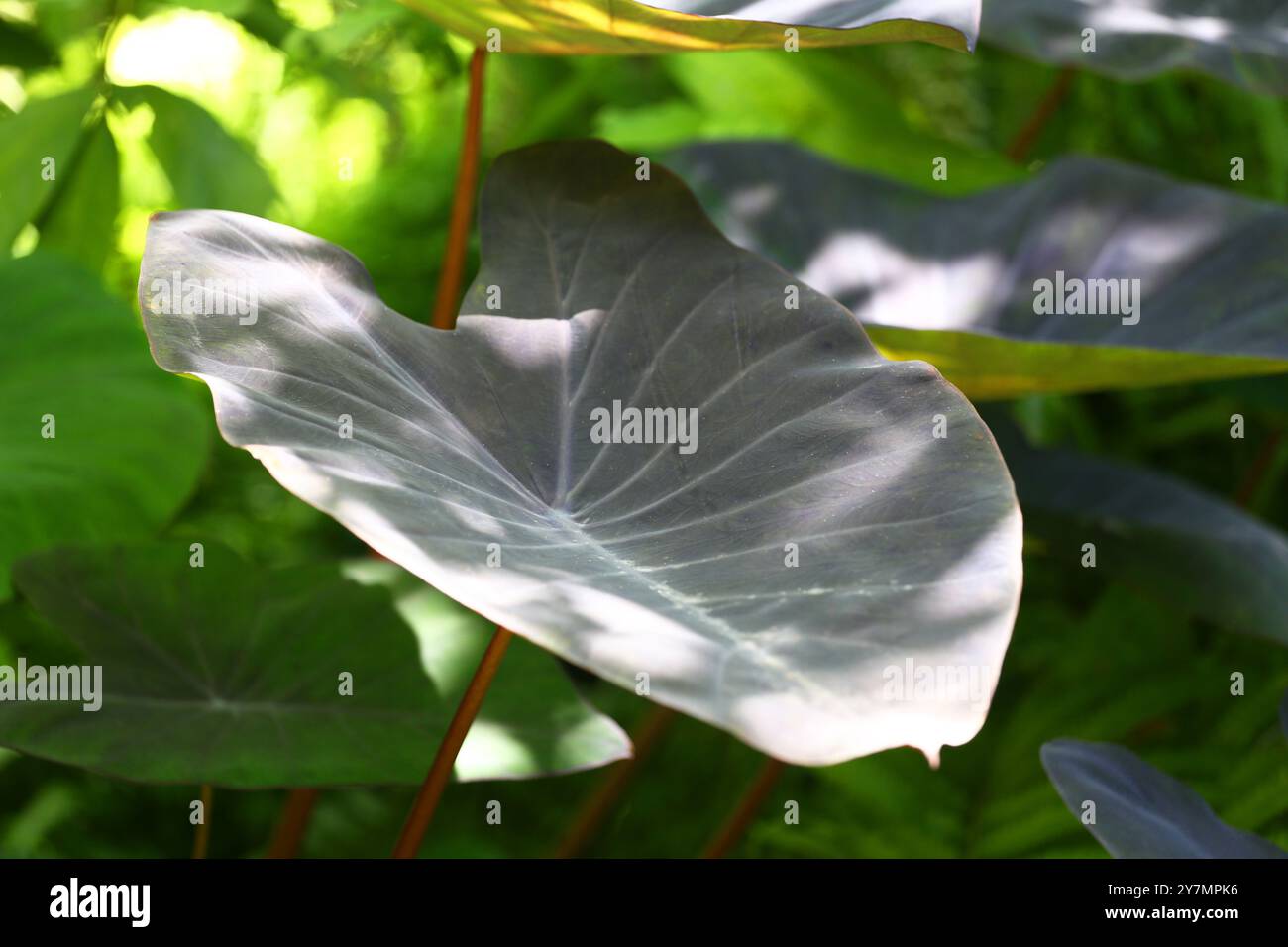 Leaf of a taro plant exposed to sunlight, a taro plant in a backyard ...