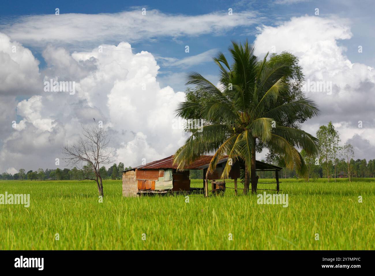 Green rice fields are producing golden ears and a zinc-roofed hut with ...