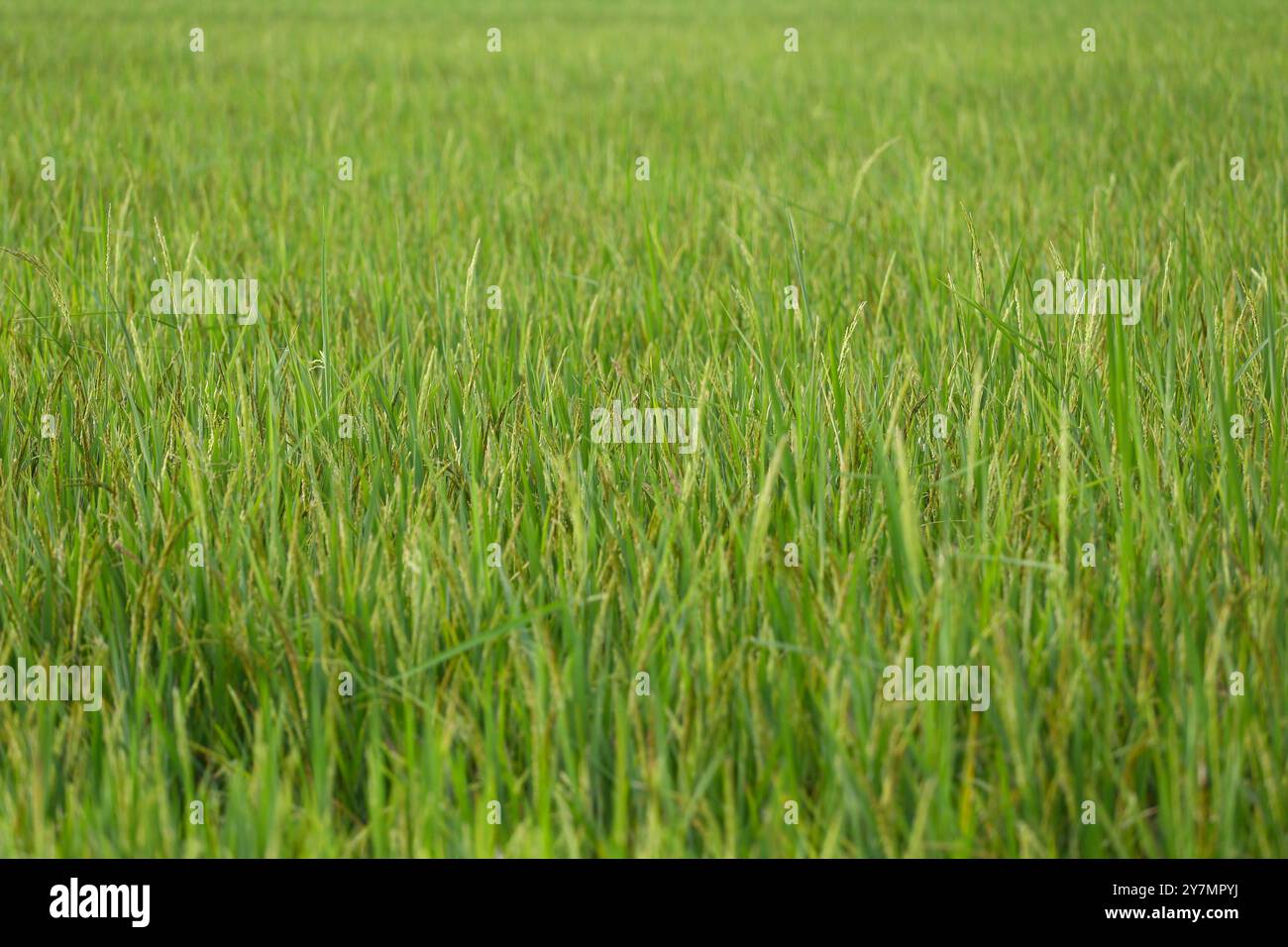 Green rice fields are in bloom, rice fields in agricultural areas Stock ...