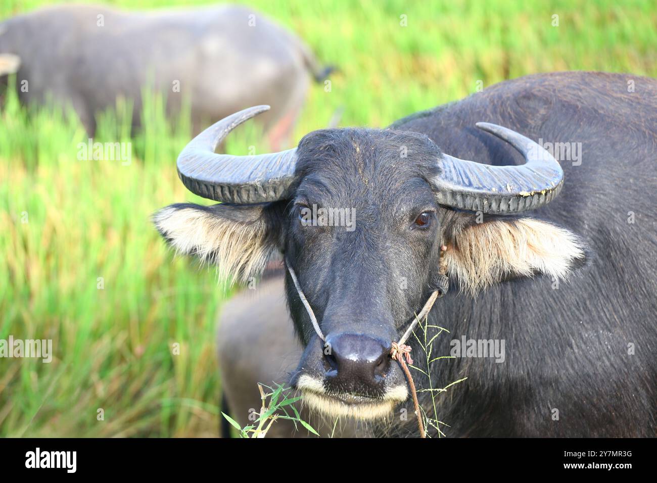 Buffalo is looking back with curiosity, head of a buffalo with large ...