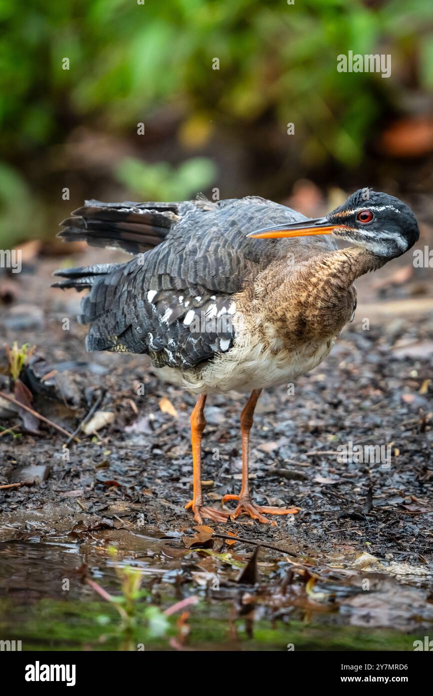 Neotropical sunbittern hi-res stock photography and images - Alamy