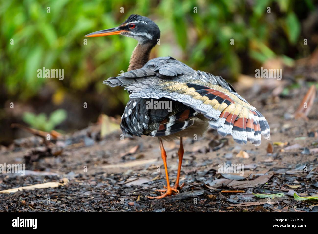 Sunbittern (Eurypyga helias) of Costa Rica Stock Photo - Alamy