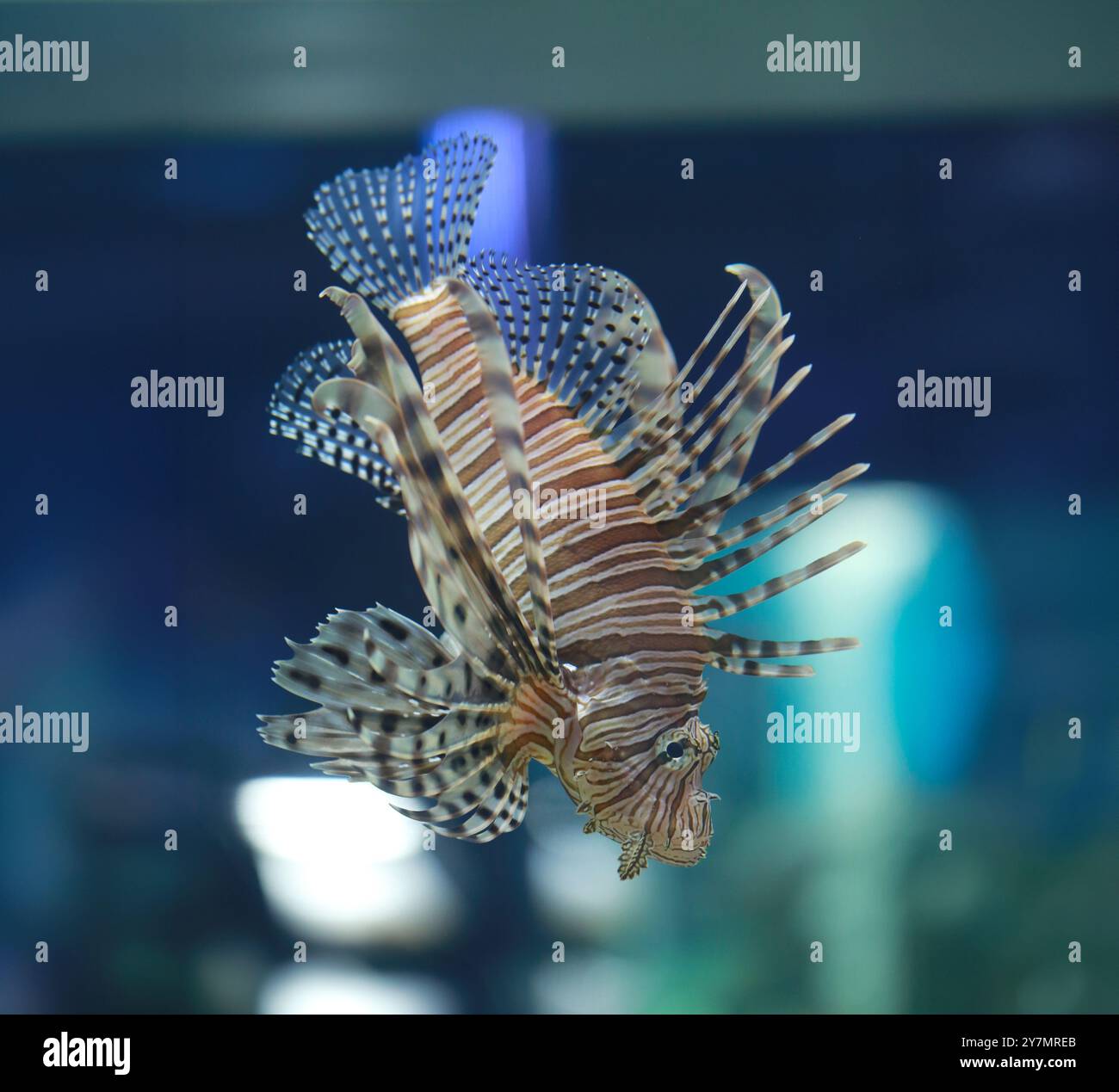 Lionfish was happily swimming and had beautiful fins spread out, A ...