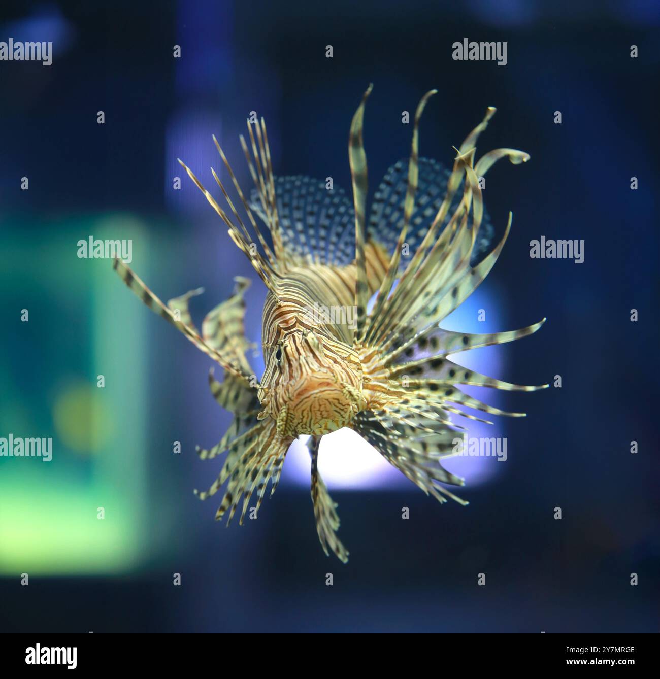 Lionfish was happily swimming and had beautiful fins spread out, A ...