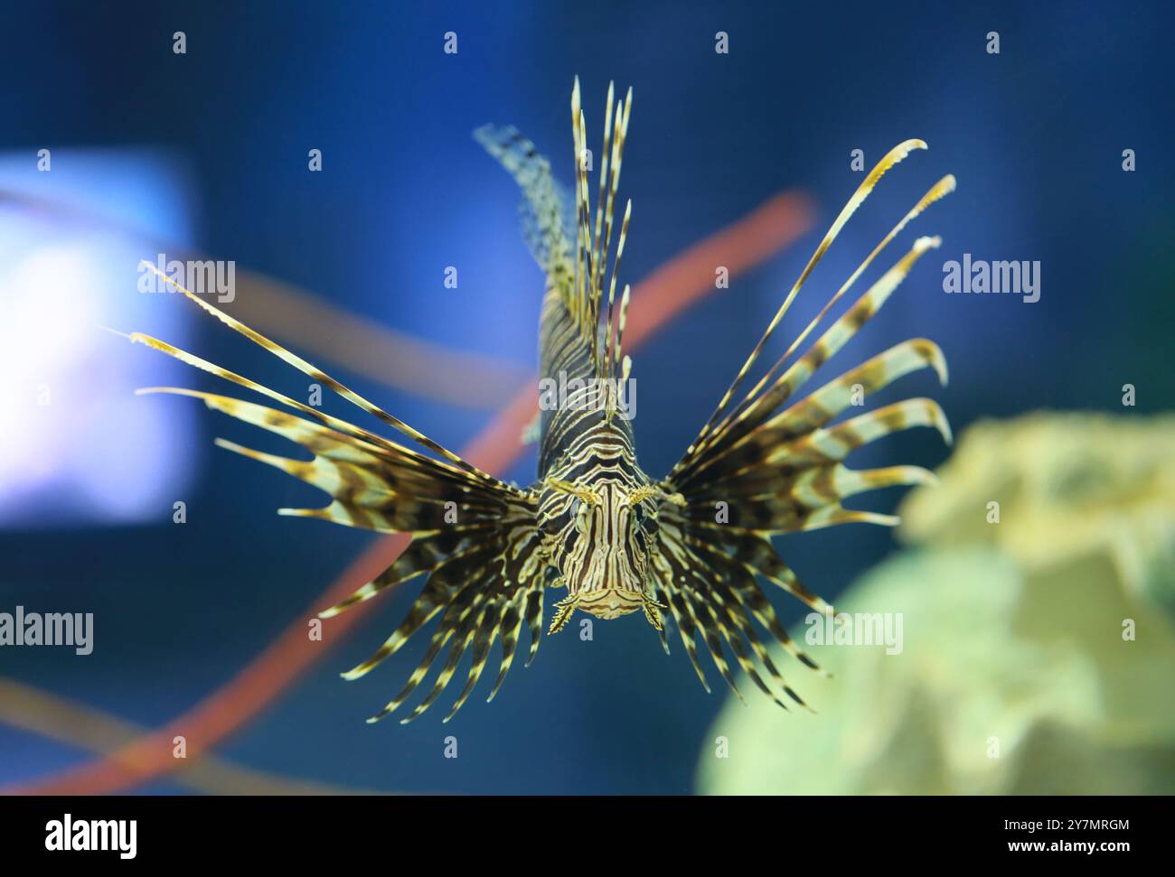 Lionfish was happily swimming and had beautiful fins spread out, A ...