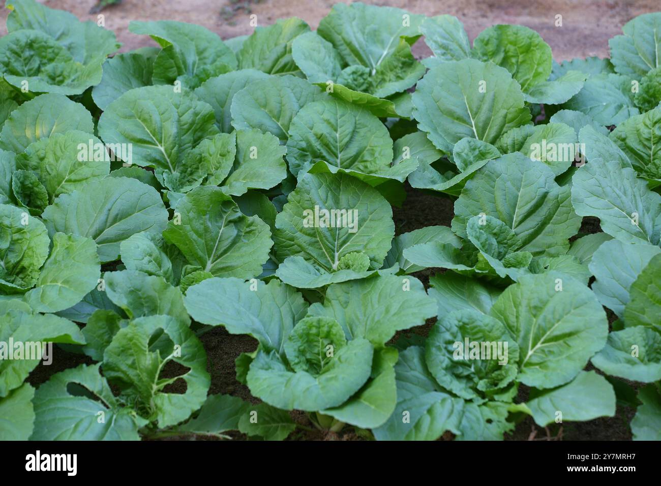 Chinese Cabbage being Growing in an agriculture field, close up the ...