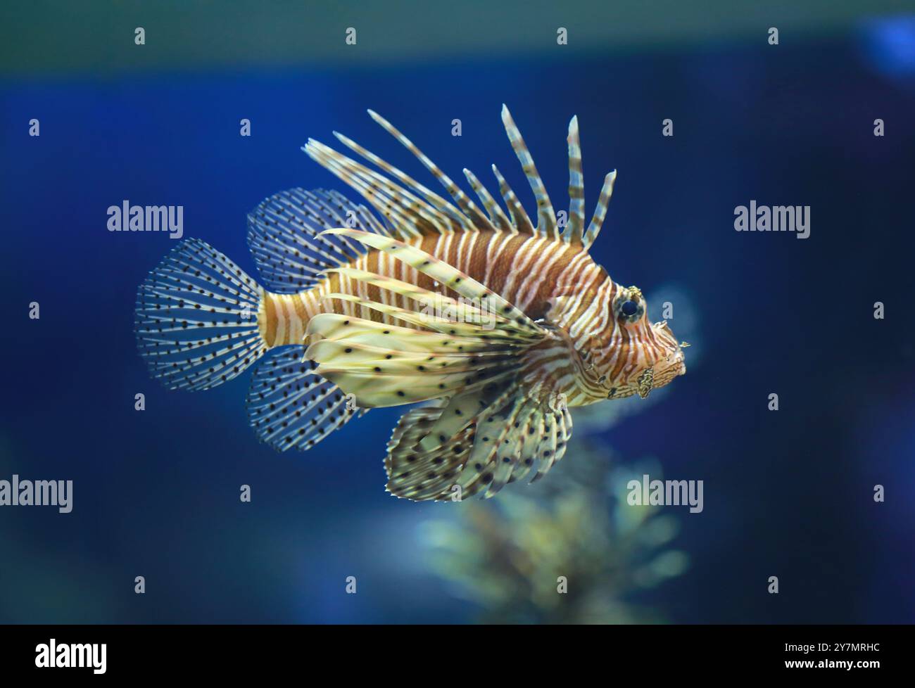 Lionfish was happily swimming and had beautiful fins spread out, A ...