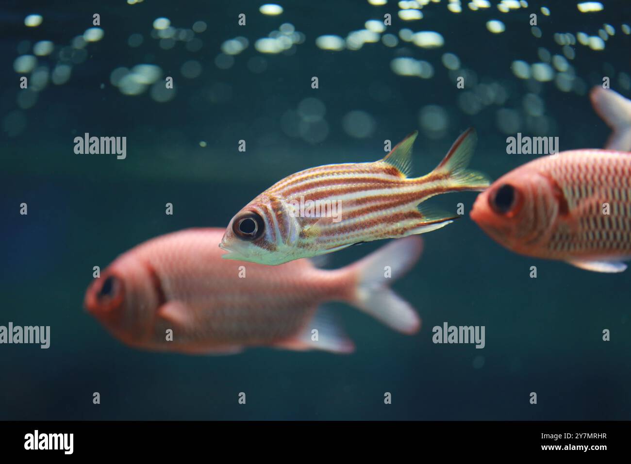 Red Squirrel Fish in Tropical Coral Reefs and there is focus on the ...