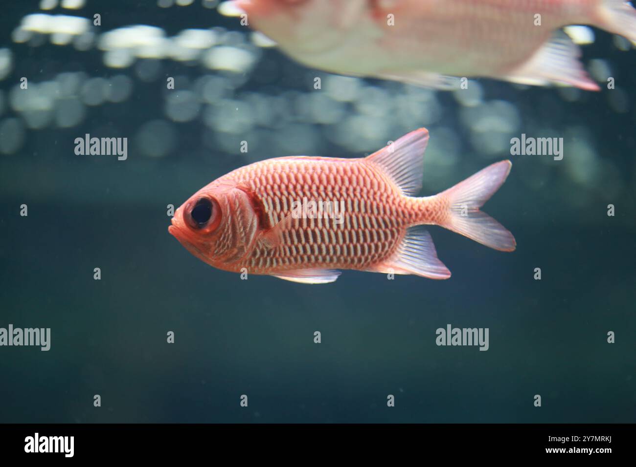 Red Squirrel Fish in Tropical Coral Reefs and there is focus on the ...