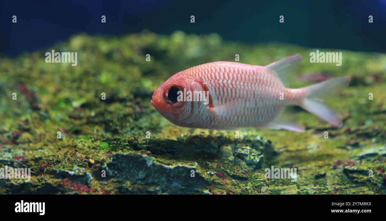 Red Squirrel Fish in Tropical Coral Reefs and there is focus on the ...