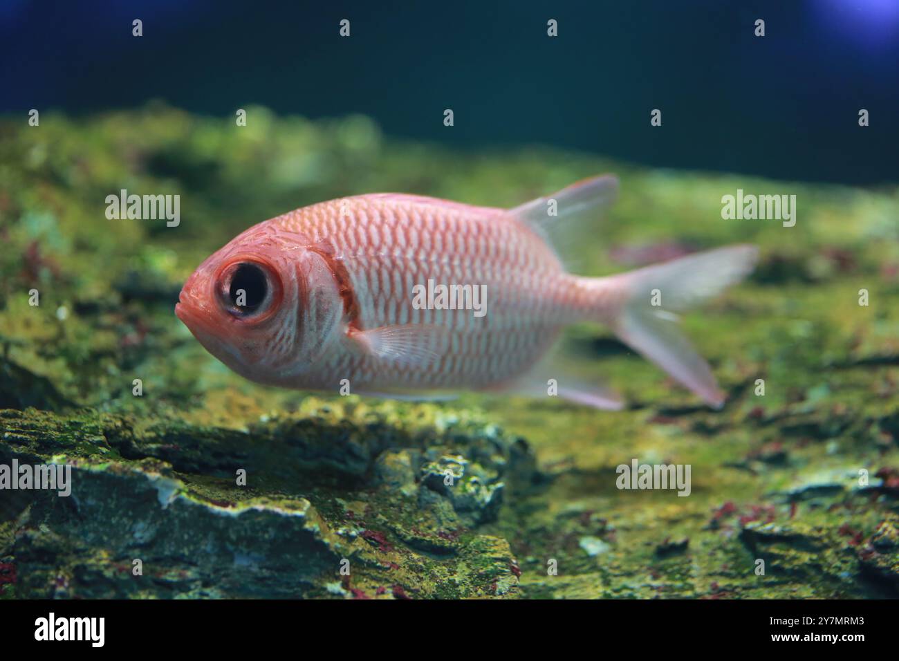 Red Squirrel Fish in Tropical Coral Reefs and there is focus on the ...
