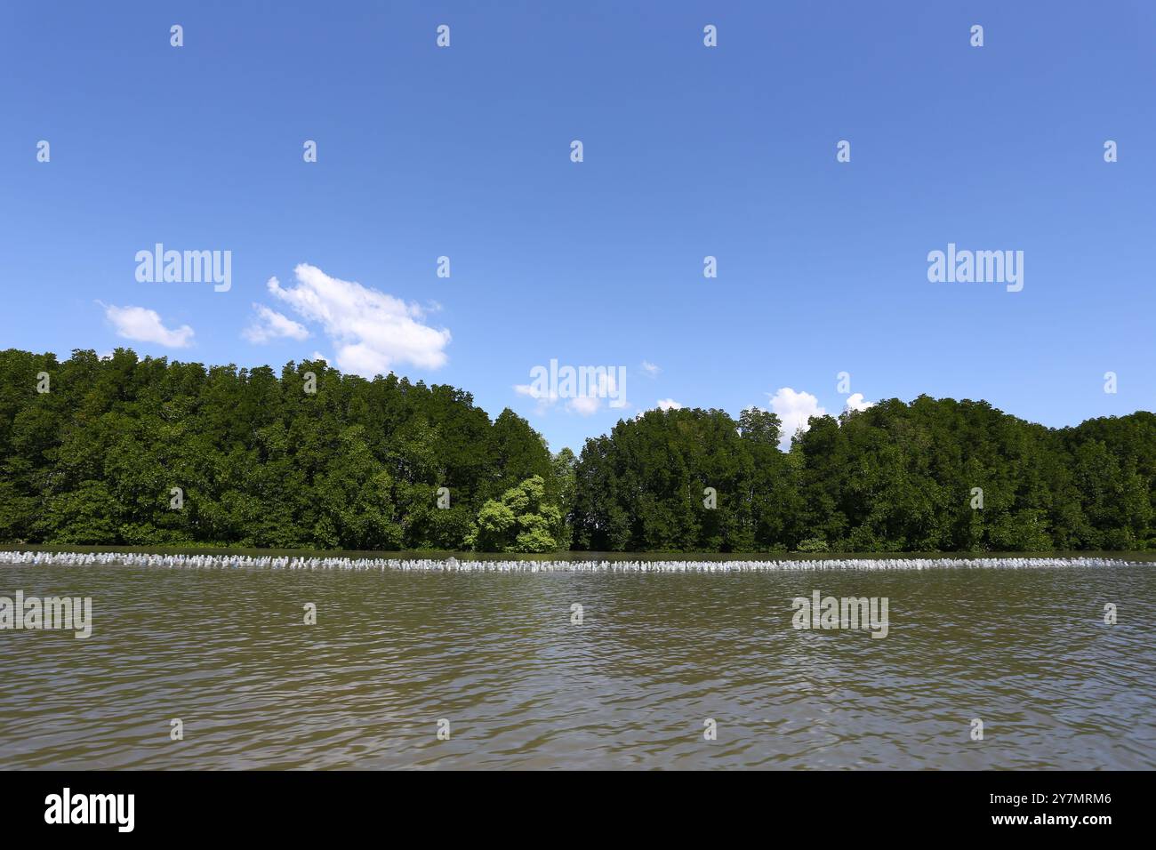 Brackish water canal with mussel farms and mangrove trees growing along ...