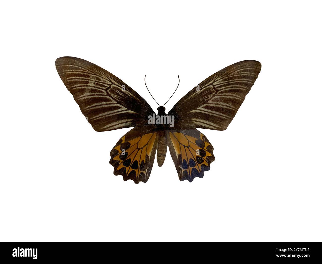 he golden birdwing (F) is name of butterfly isolated on white ...