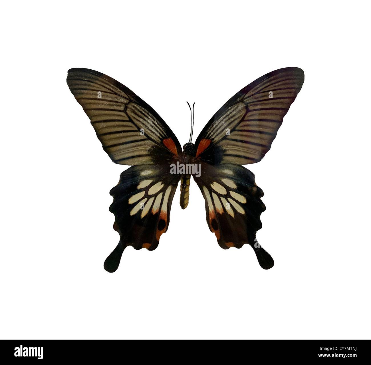 Great Mormon (F) is name of butterfly isolated on white background and ...