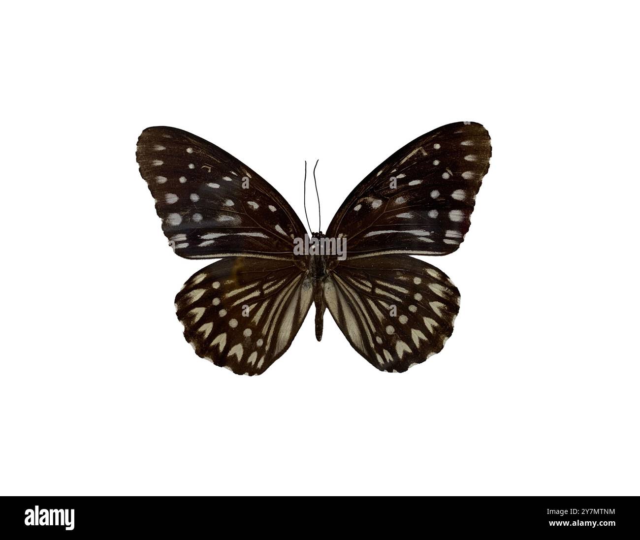 The Blue Kaiser is name of butterfly isolated on white background and ...