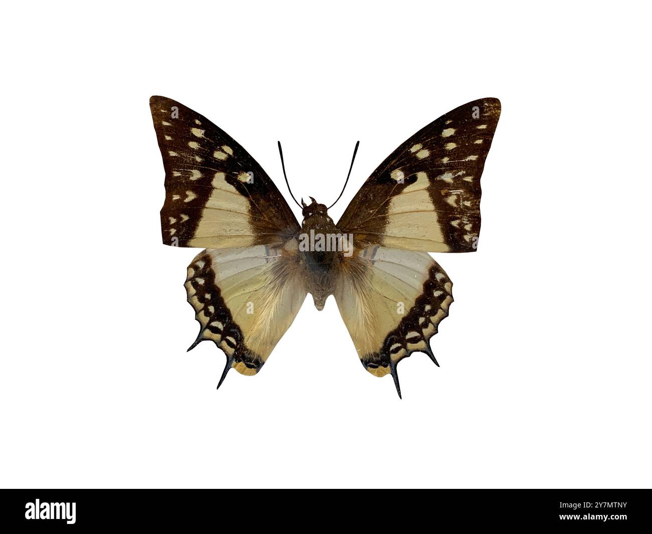 The Great Nawab is name of butterfly isolated on white background and ...