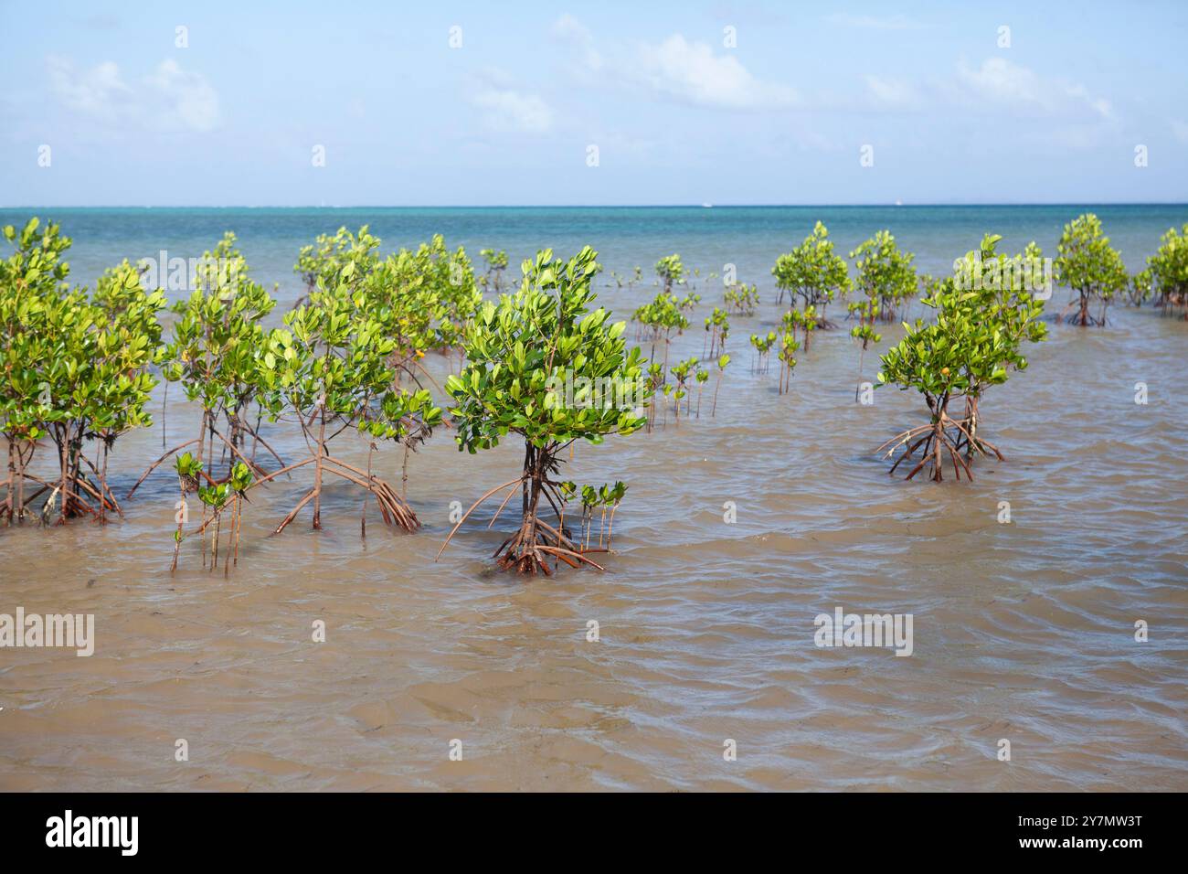 Mangrove trees by the ocean, Fiji Stock Photo - Alamy