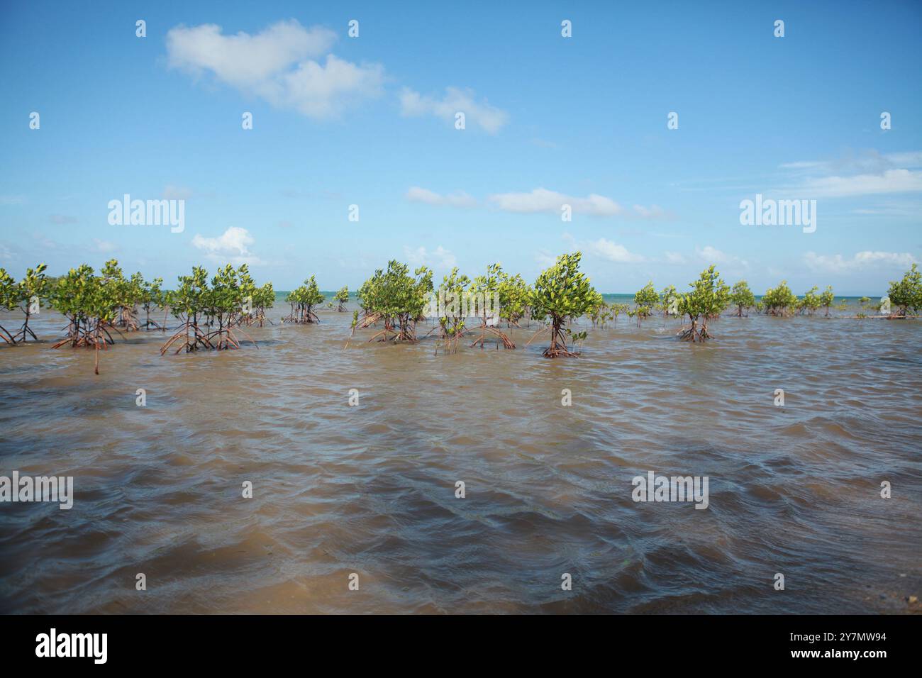 Mangrove trees by the ocean, Fiji Stock Photo - Alamy