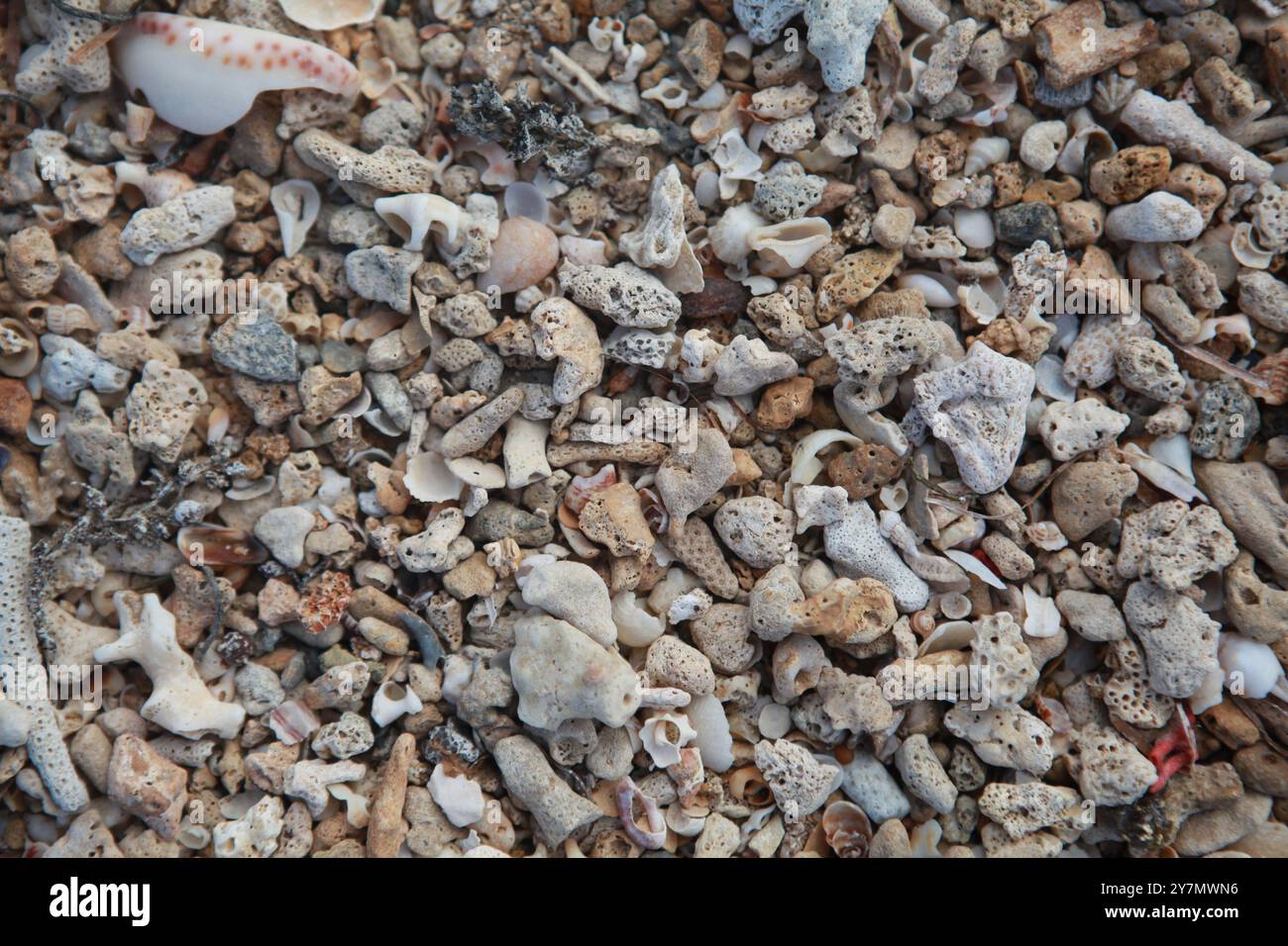 Beach sand crushed seashell background texture, colorful beautiful ...