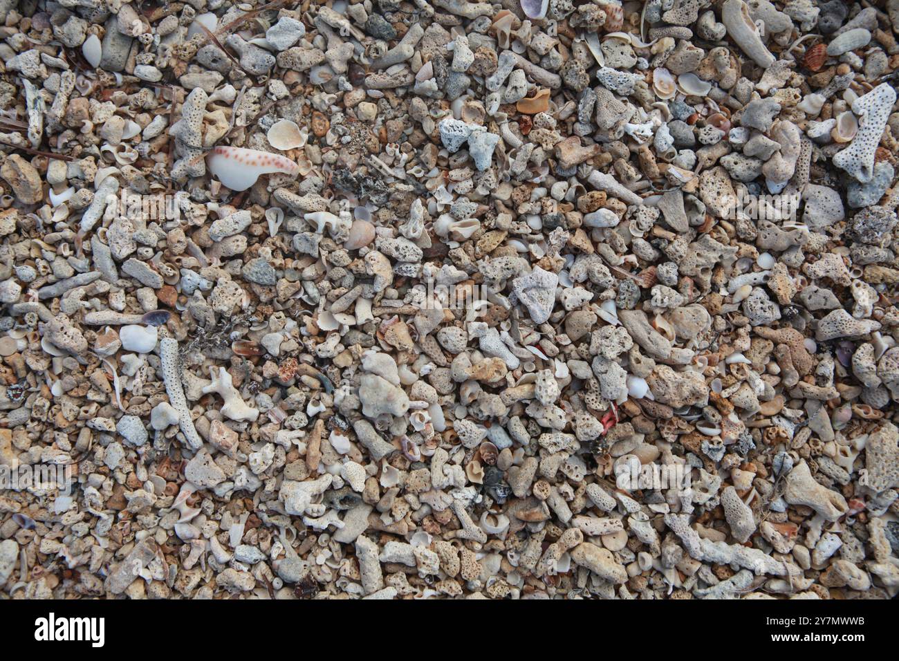 Beach sand crushed seashell background texture, colorful beautiful ...