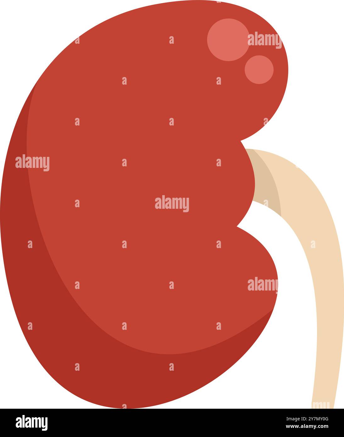 Simple anatomical illustration of a kidney filtering blood in the ...