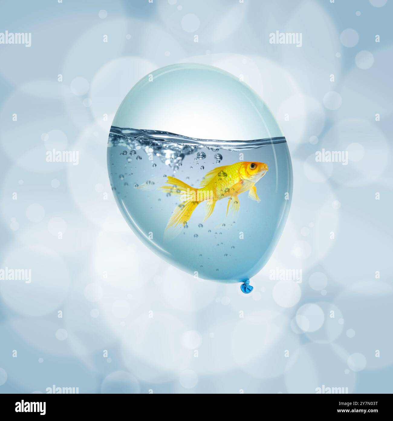 Balloon with water and goldfish against light blue background Stock ...