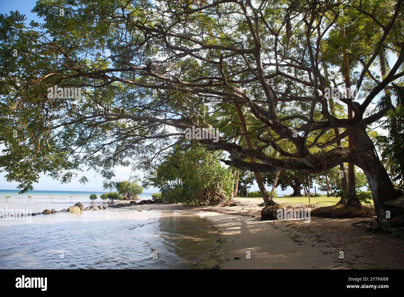 Beautiful tropical shady beach with big tree in Fiji Stock Photo - Alamy