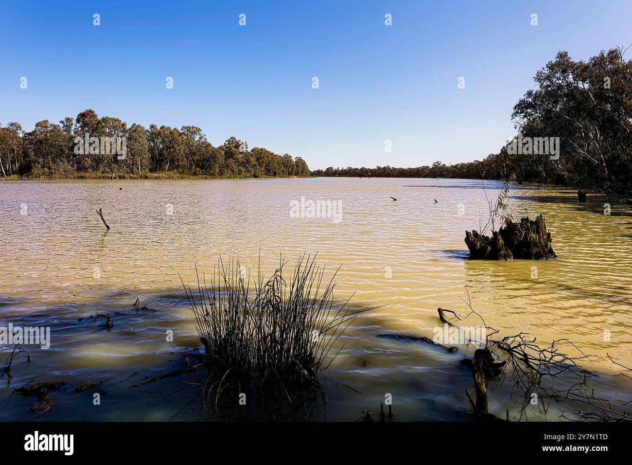 Wetlands around the Murray River , Mildura, Victoria Australia Stock ...