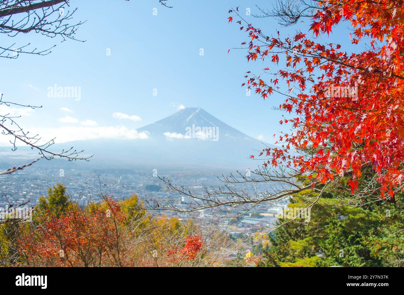 Mount Fuji in the blue sky day with red color autumn leaves. Japan and ...