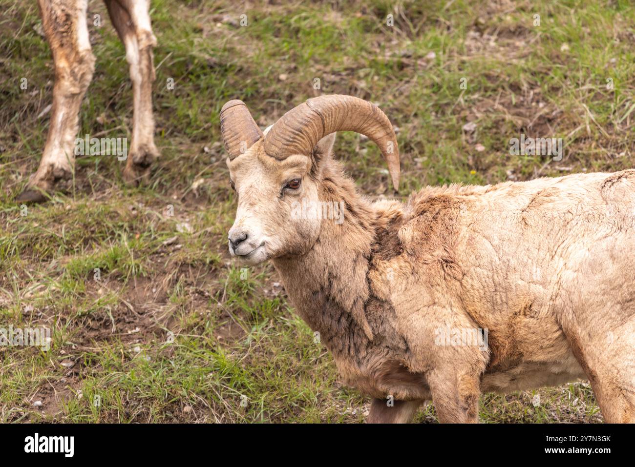 Wild bighorn sheep (Ovis canadensis) seen in Banff National Park during ...