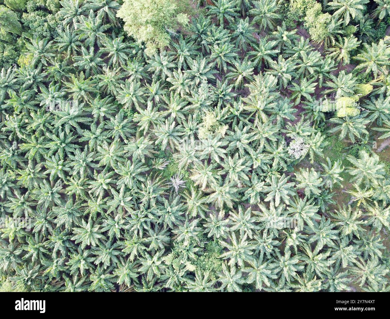 Aerial view of oil palm trees plantation Stock Photo - Alamy