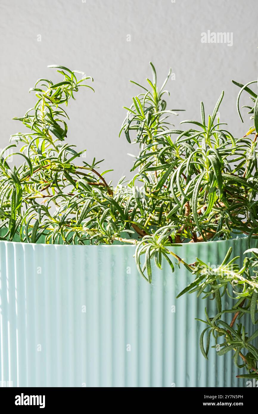 Potted rosemary plant in ribbed light blue ceramic pot close up Stock ...