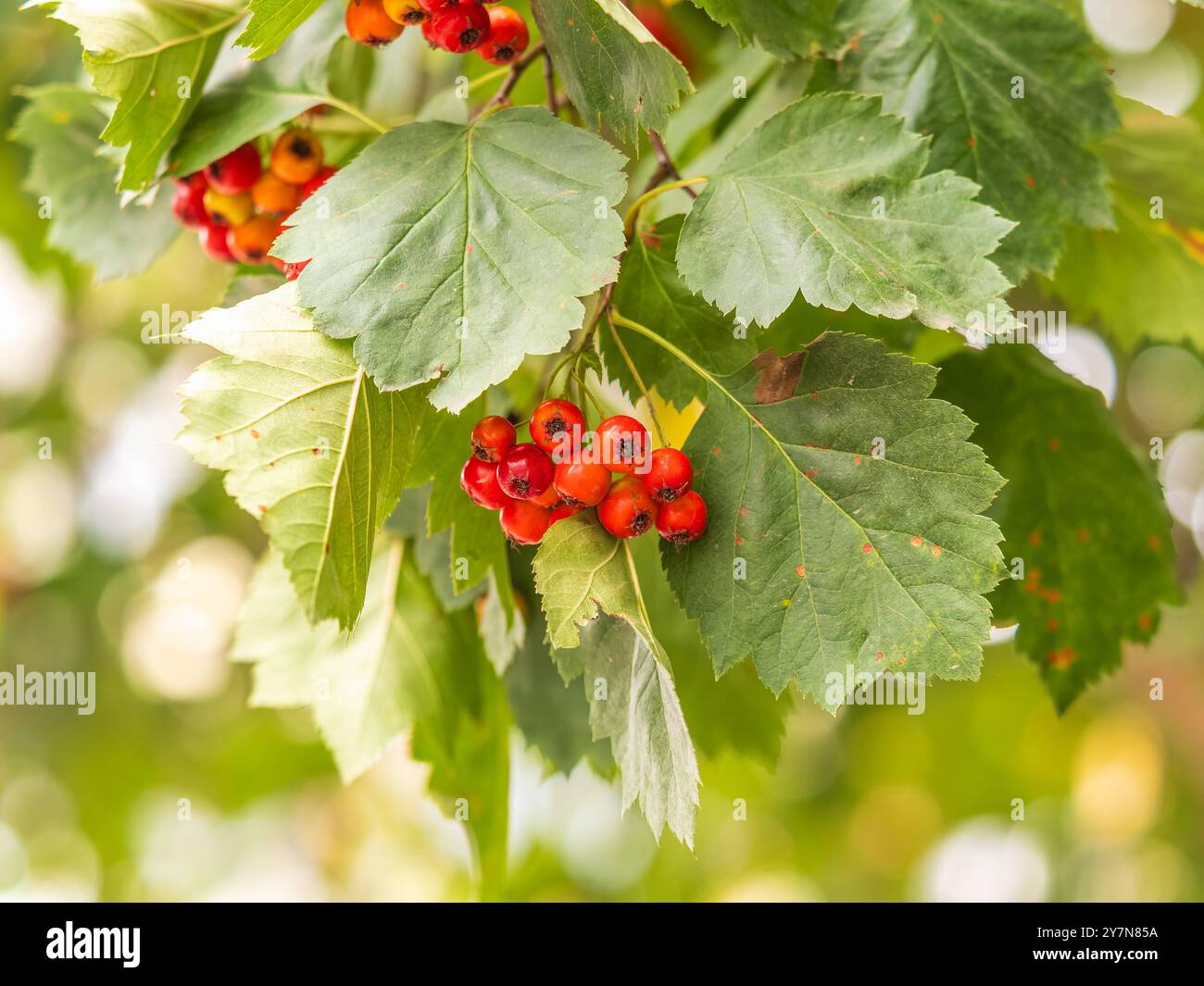 Autumn hawthorn branch with red berries and yellow green leaves on a ...