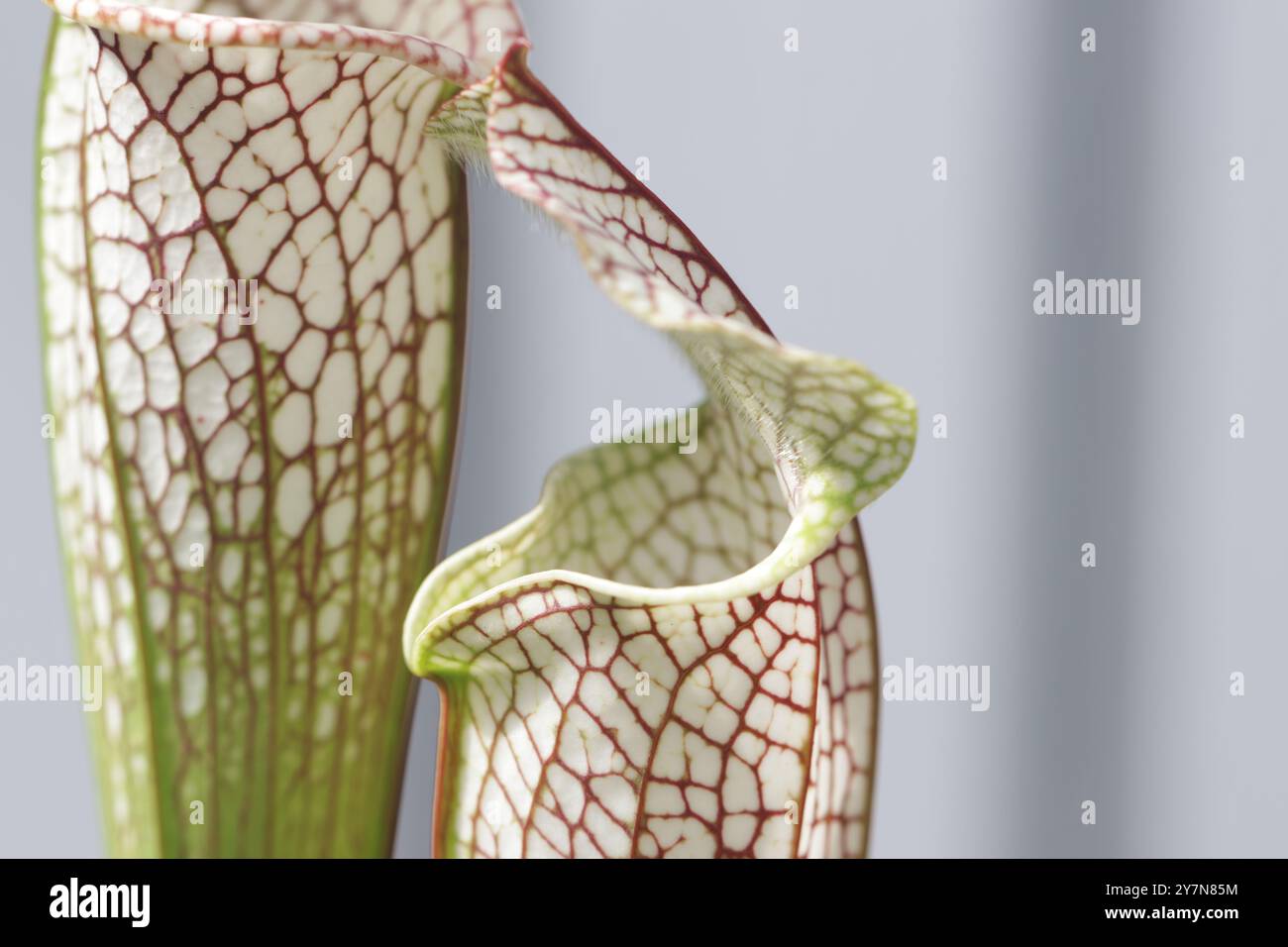 Pitcher plant leaves hi-res stock photography and images - Alamy