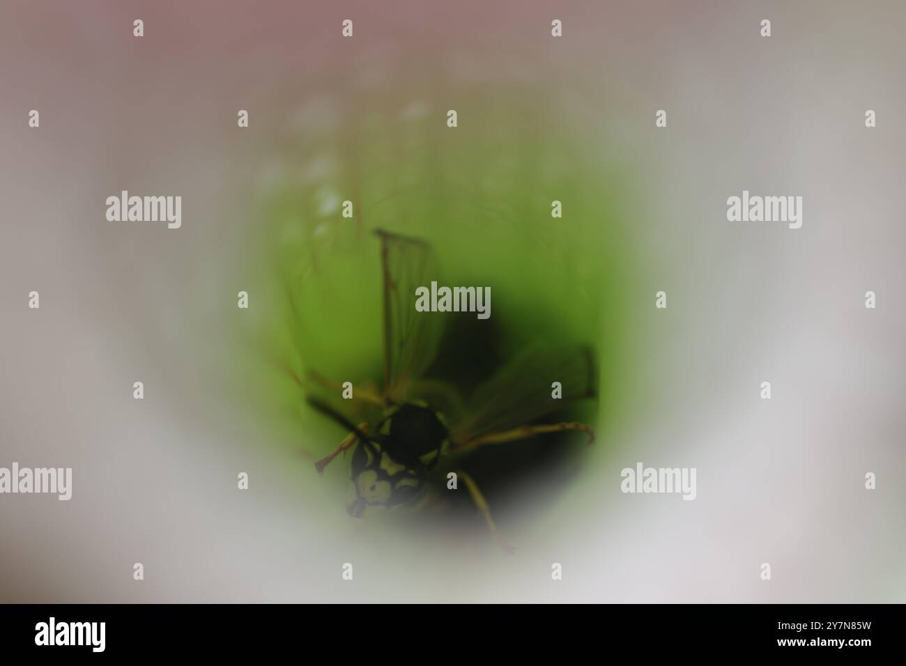Insects trying to escape pitcher plane leaf Stock Photo - Alamy