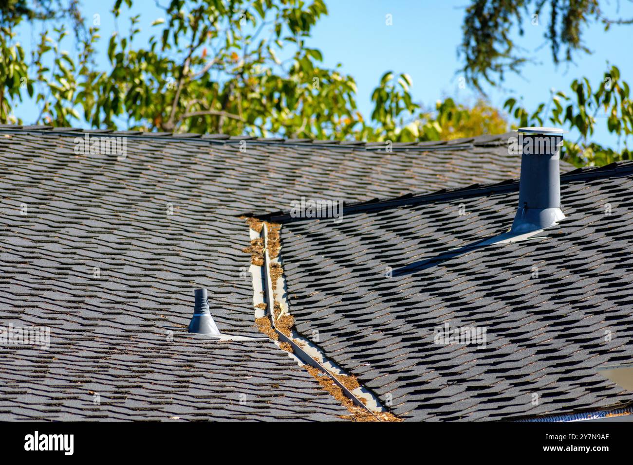 A rooftop with asphalt shingles. A gutter filled with leaves and two ...