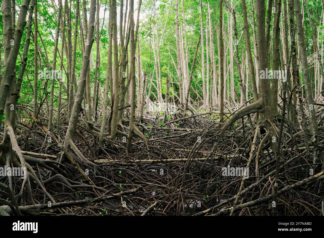 Mangrove roots in biodiverse coastal wetland. Crucial ecosystem for ...
