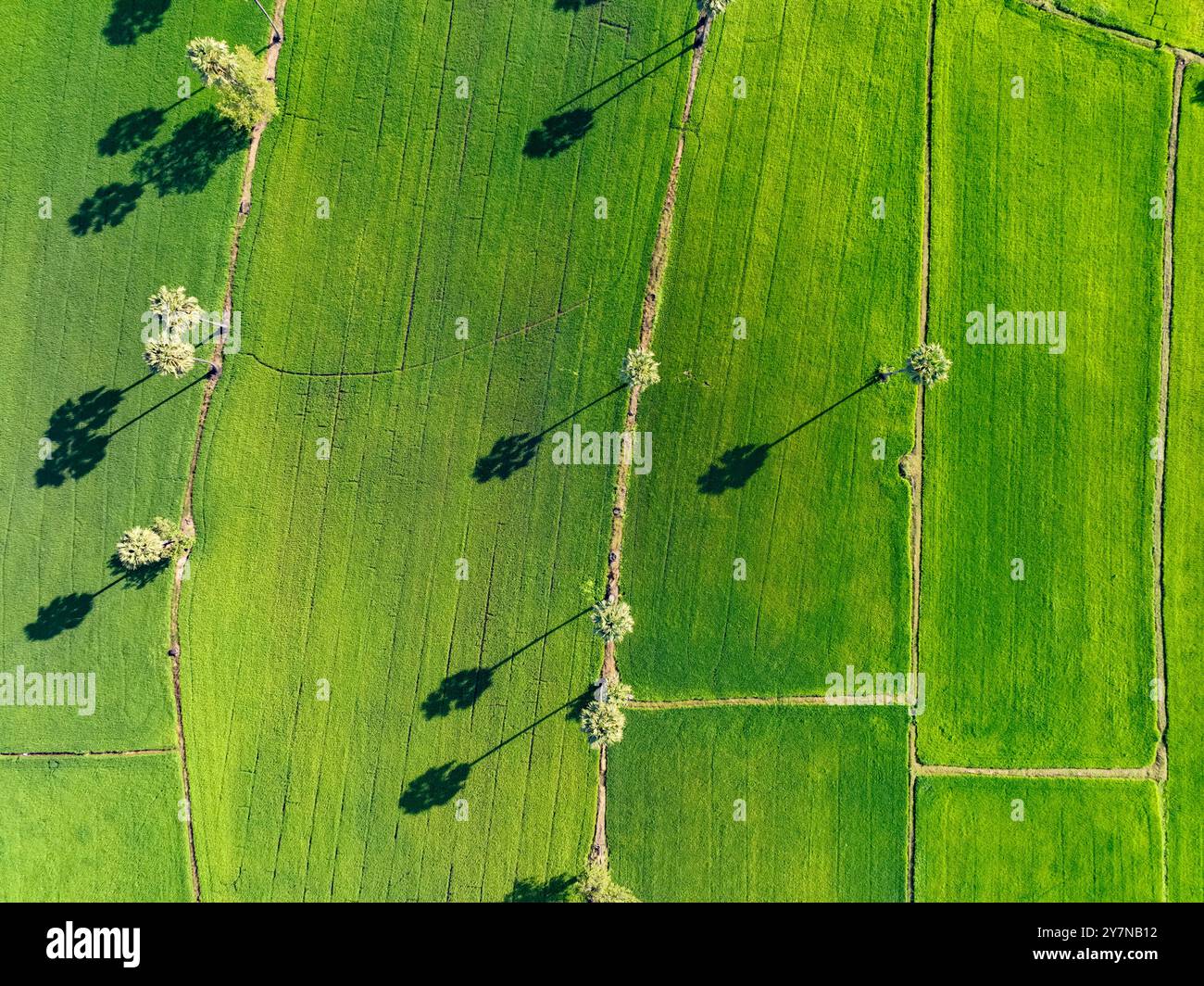 Aerial view of lush green rice field with sugar palm trees. Sustainable ...