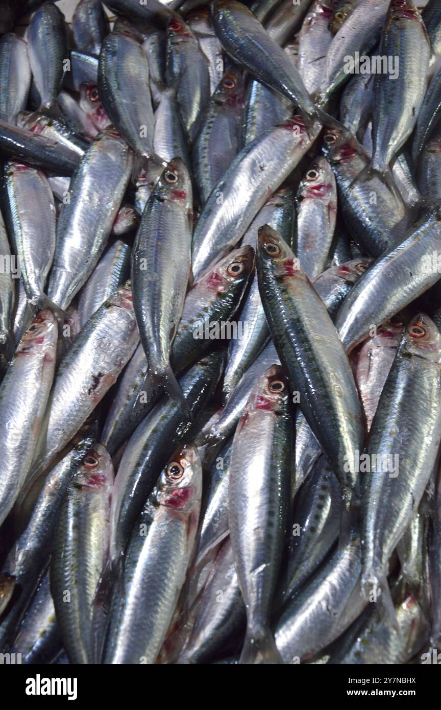 raw sardine background Stock Photo - Alamy