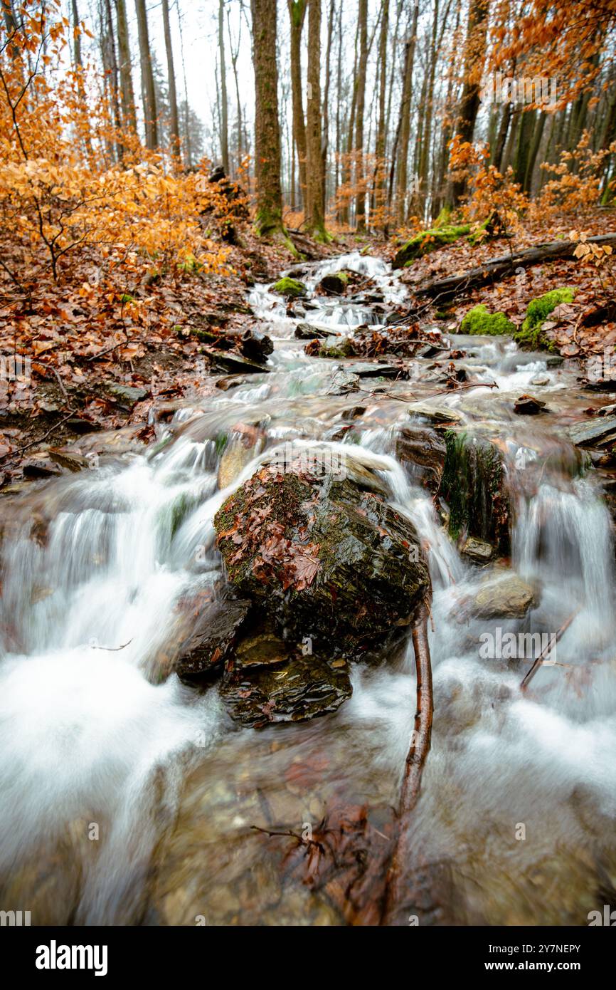 A little stream in the autumn forest with the rocks and the orange ...